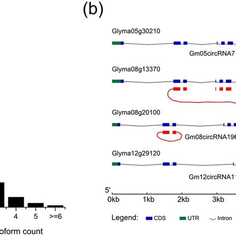 Circrna Host Gene And Paralogous Circrnas In Soybean A Number Of