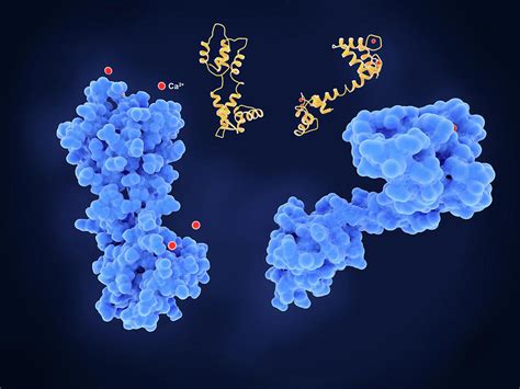 Calmodulin Inactive And Activated Photograph By Juan Gaertner Fine Art America