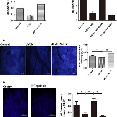 cse expression and h2s level was detected in skeletal muscle in db db