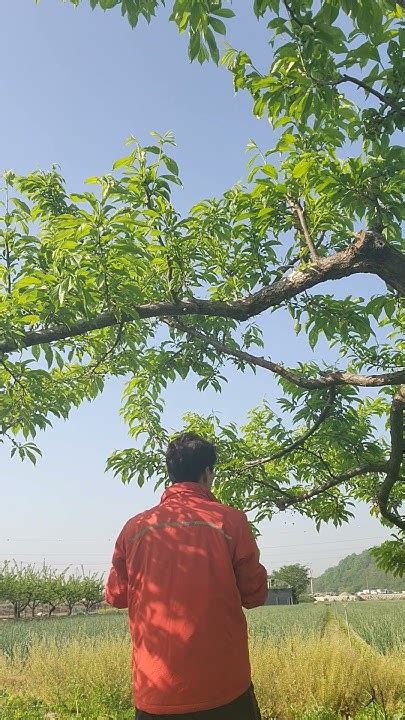 자두 열매솎기 작업을 본격시작 했습니다 Youtube