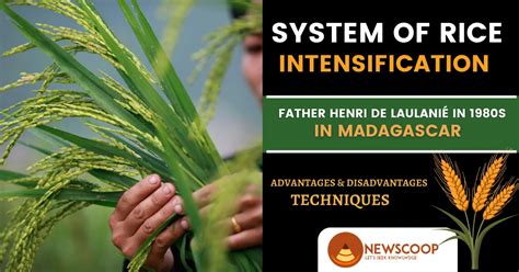 System Of Rice Intensification Sri Newscoop Ias