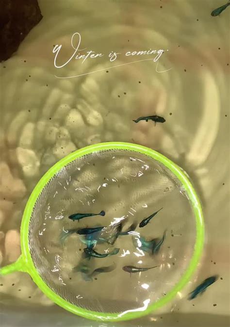 泰国斗鱼苗 番茄宠物网