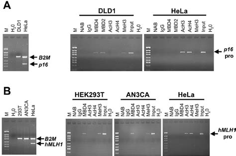 Chromatin Immunoprecipitation Analysis Of The Occupancy By Mbd4 And