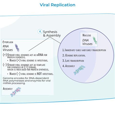 Immunology Microbiology Glossary Viral Replication Ditki Medical And Biological Sciences
