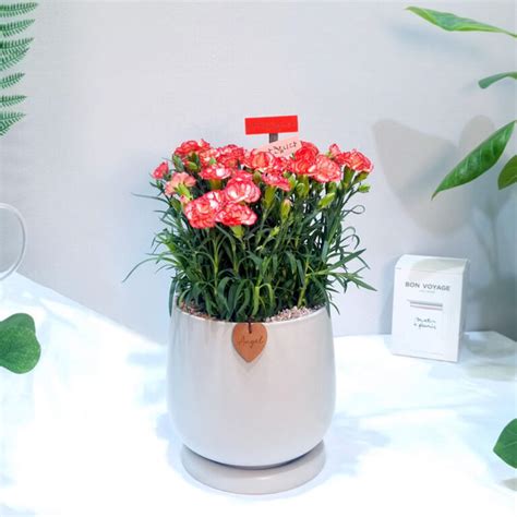 전국 당일 꽃배달 서비스 가격 및 배송 신청 정성꽃배달 전국 꽃바구니 꽃배달 화환 화분