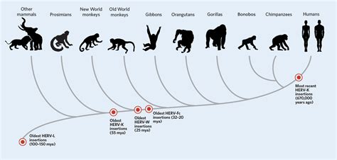 Infographic Human Endogenous Retroviruses And Disease The Scientist