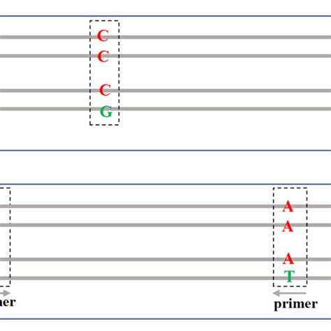 Primer Design For Pcr Validation A Sd Sex Linked Marker The