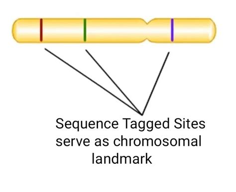 sts sequence tagged site mapping principle steps and applications