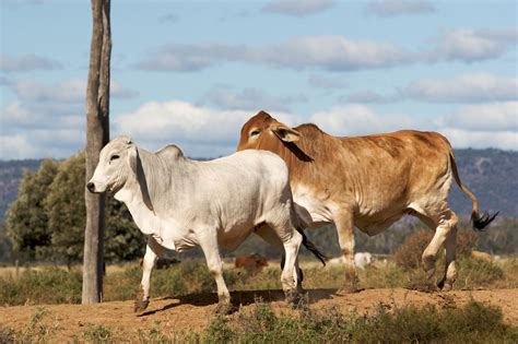 Livestock Breeds Meat And Livestock Australia
