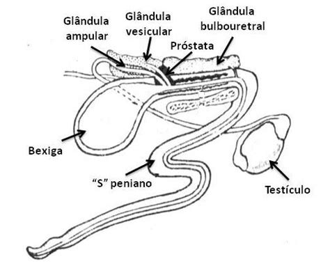 Clinicoveterinario Aparelho Reprodutor