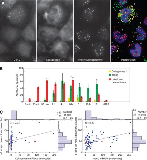 Barriers To Transmission Of Transcriptional Noise In A C‐fos C‐jun