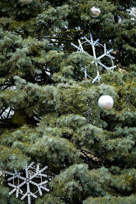 겨울 겨울 장식 겨울 휴가 계절 계절 장식 계절성 나무 나무 장식 녹색 나무 녹지 눈 효과 눈송이 반짝이는 장식품 상록수 소나무 솔잎 스파클