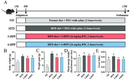 The Influence Of Hydroxyphenyl Propionic Acid HPP And HPP On Download Scientific
