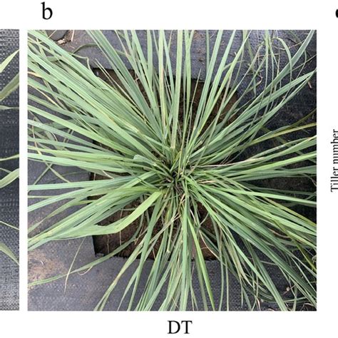 The Phenotype Photographs Of St And Dt A Sparse Tillering Genotype In