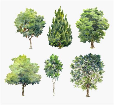 Trees Green Plants Beautiful Hand Painted Png Trees Block For