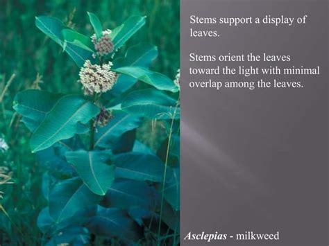 Stem Functions And Its Modifications Pptx Gardening Home And Garden