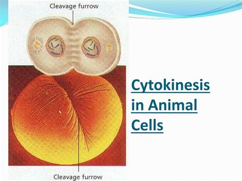 Ppt Cell Unit Iii Cell Division Cell Cycle Transcription And Translation Powerpoint