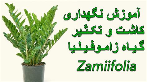 Zamiifolia Plant - معرفی و کاشت و تکثیر گیاه زاموفیلیا - YouTube