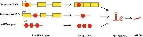 Roles Of Non Coding Rnas In Transcriptional Regulation Intechopen