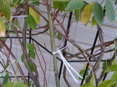 Just Folk Art Making A Rustic Wisteria Trellis