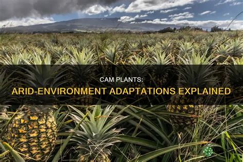 Cam Plants Arid Environment Adaptations Explained Shuncy