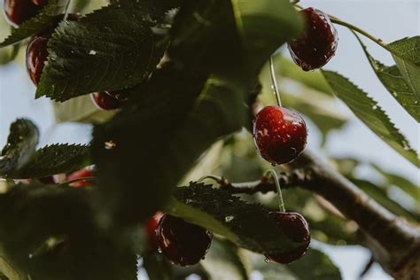 Your Guide To Git Cherry Picking How To Merge Certain Commits From One By Amr Hammoud Medium