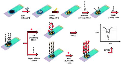 A Schematic For Representation Of Mir 195 Nanobiosensor For Early Download Scientific Diagram
