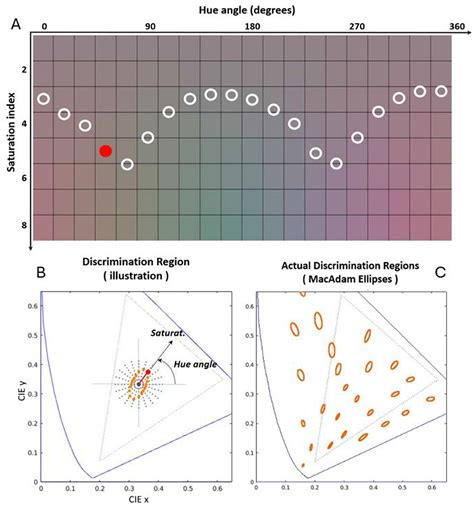 Frontiers Alignment Of Color Discrimination In Humans And Image Segmentation Networks