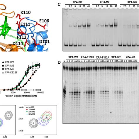 Human Ner Factors Xpa And Rpa A Schematic Diagram Of The Ner Download Scientific Diagram