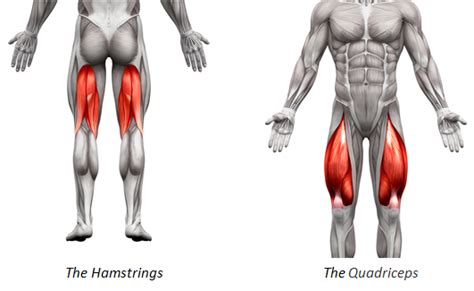 Quadriceps And Hamstrings Acute Effects Of Two Different Stretching