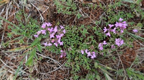 신발에 묻은 향이 백리나 간다는 백리향 11월 26일의 꽃은 백리향 Thyme 꽃말은 향기 이다 모르고 밟았는데 백리를 송박사의365일꽃이야기