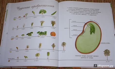 Книга: Что снится семечку? - Дианна Астон. Купить книгу, читать ...