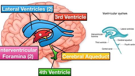 Ventricles Brain