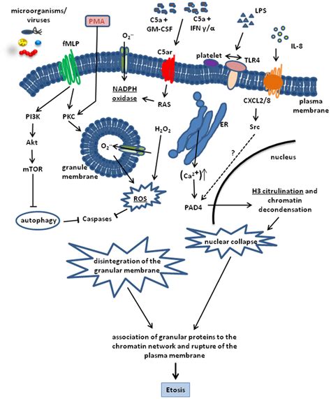 Schematic Representation Of The Cellular Processes Involved In The Download Scientific Diagram
