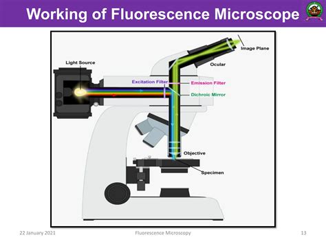 Fluorescence Microscope Pdf Fluorescent Microscopy Ppt