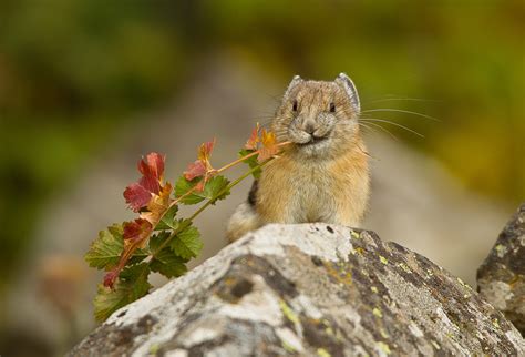 Jon Levasseur National Park Service American Pika Vicki Constantine Croke