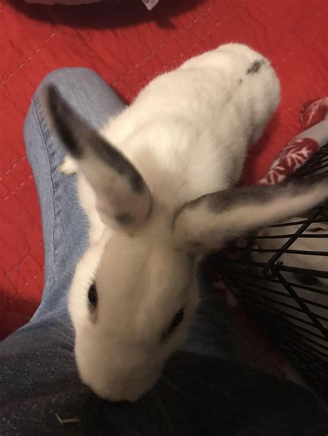 Bun Update Rrabbits