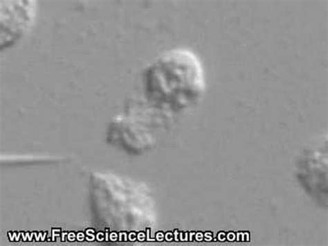 Neutrophil Chemotaxis YouTube