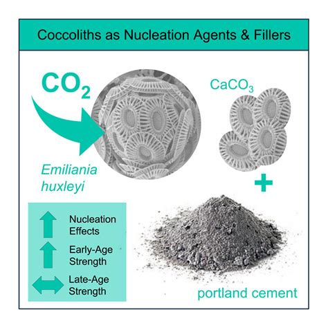 Nucleation Effects Of Coccoliths In Portland Cement Matter