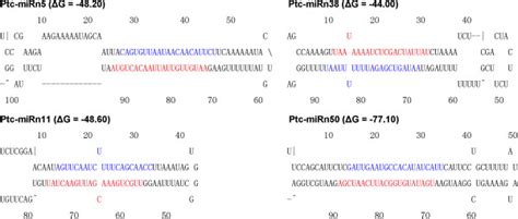 Predicted Mirna Precursor Hairpin Structures Of New Mirna Precursors Download Scientific