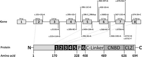 Location Of Splice Variants In Cnga3 In The Upper Panel The Cnga3 Download Scientific Diagram