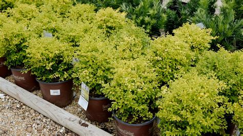 Brighten Your Garden With Sunshine Ligustrum The Perfect Shrub For Busy Gardeners