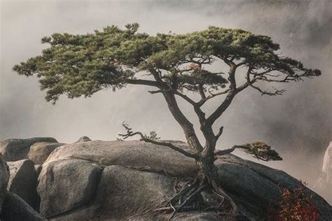 I Could Use Some Help Creating Trees Daz 3d Forums