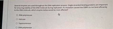 Solved Several Enzymes Are Used Throughout The Dna Replication Process Single Stranded Binding