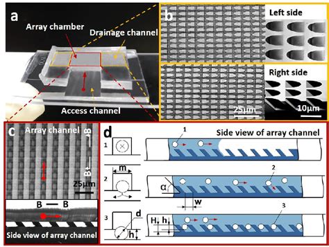 figure 1 from bioinspired ultrafast trapping of microbead array for