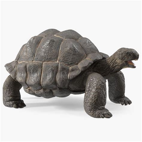 galapagos giant tortoise 3d model 99 3ds blend c4d fbx max ma