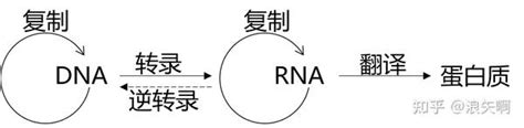 [文献精读]macse 考虑帧移和终止密码子的编码序列的多序列比对工具 知乎
