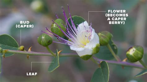 Caper Berries And Caper Leaves What They Are And What To Do With Them