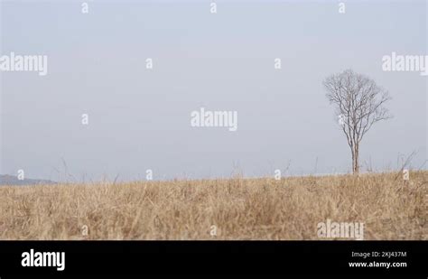 Deciduous Leaf Stock Videos And Footage Hd And 4k Video Clips Alamy