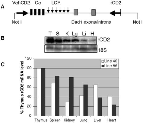 A Tcra Dad1 Reporter Bac Transgene Harbors An Active Dad1 Promoter A Download Scientific